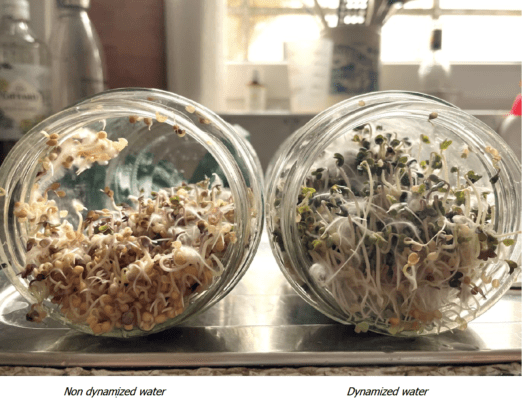 Mustard seed germination test - Biodynamizer